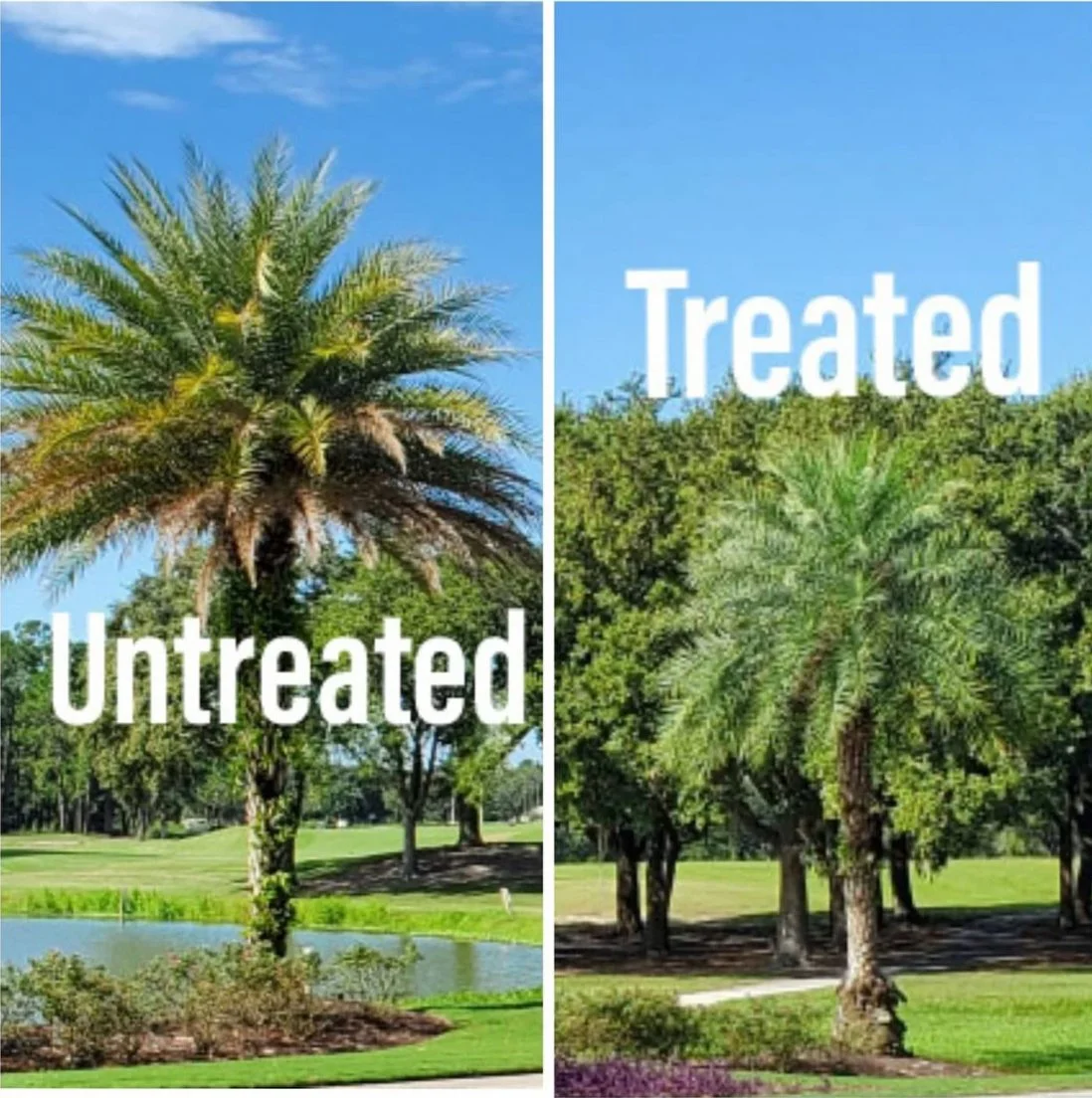 Tree and Palm Injections | Platinum Lawn Solutions