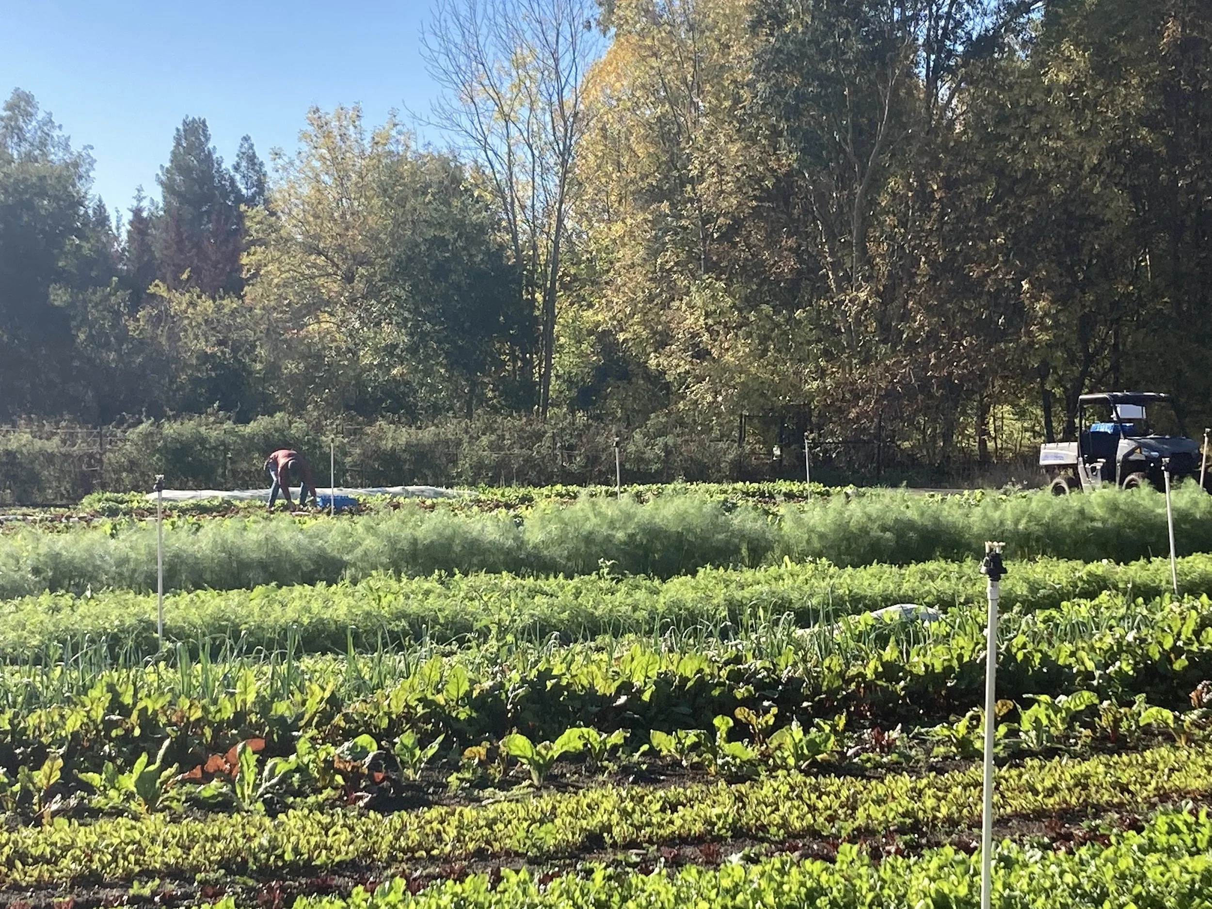 Press — Sunray Farm