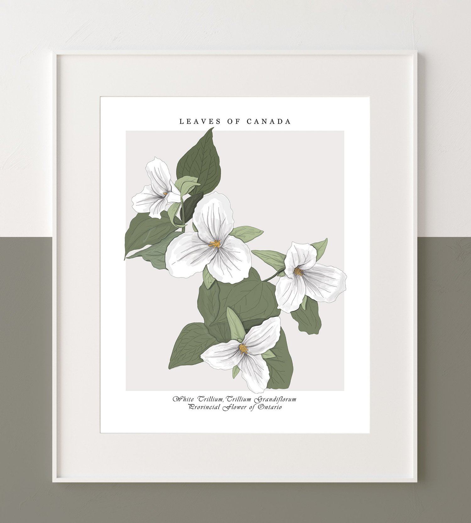 Official Flower Of Ontario Canada | Best Flower Site