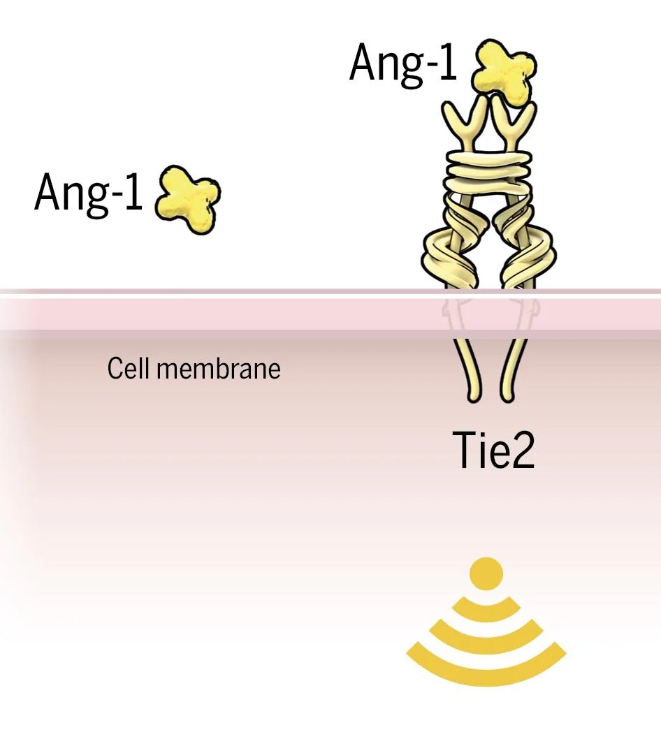 Learn — Angiopoietins, Retinal Disorders