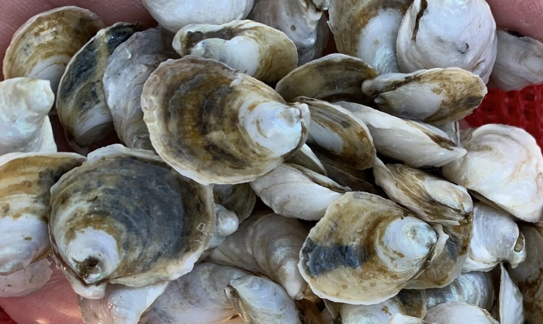 Ghost Fleet Oyster Co.