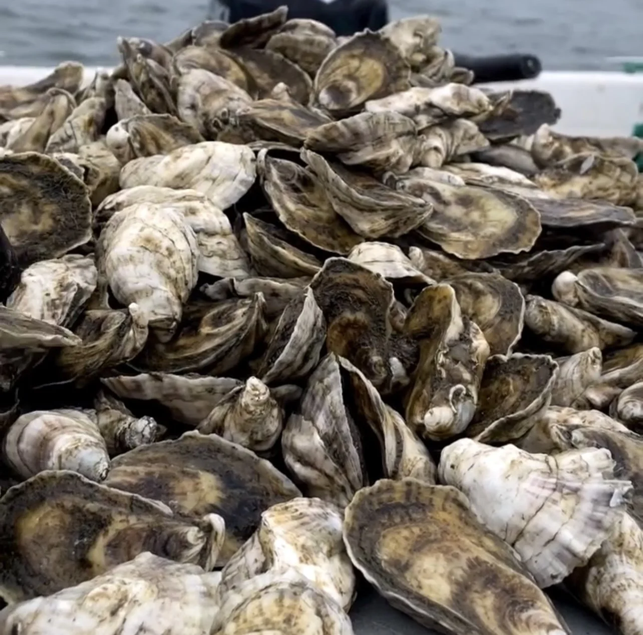 Store 1 — Ghost Fleet Oyster Co.