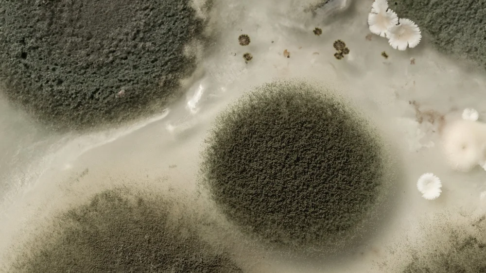 Why You Should Avoid Citric Acid in Skincare and Food Products ...
