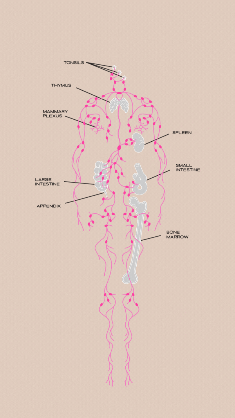 10 facts about the lymphatic system | Rhythm and Ritual
