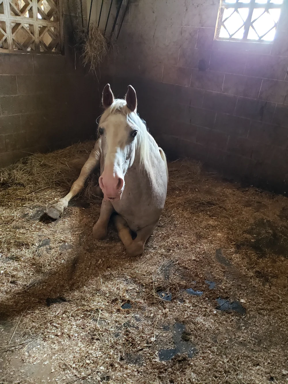 Our Instructors — Misty Mountain Stables