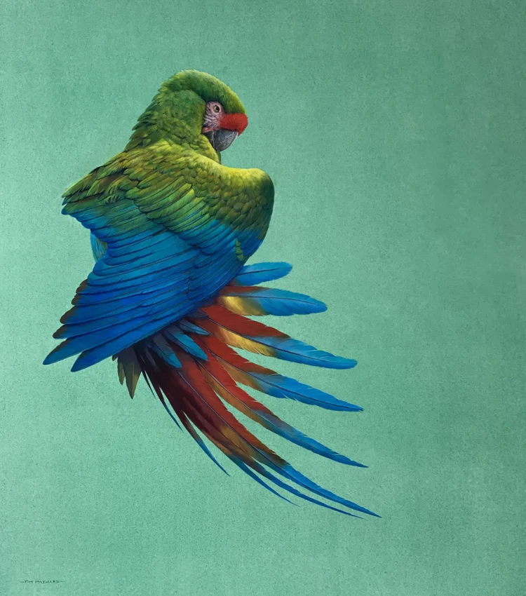 Linited Edition Prints — Tim Hayward Studio