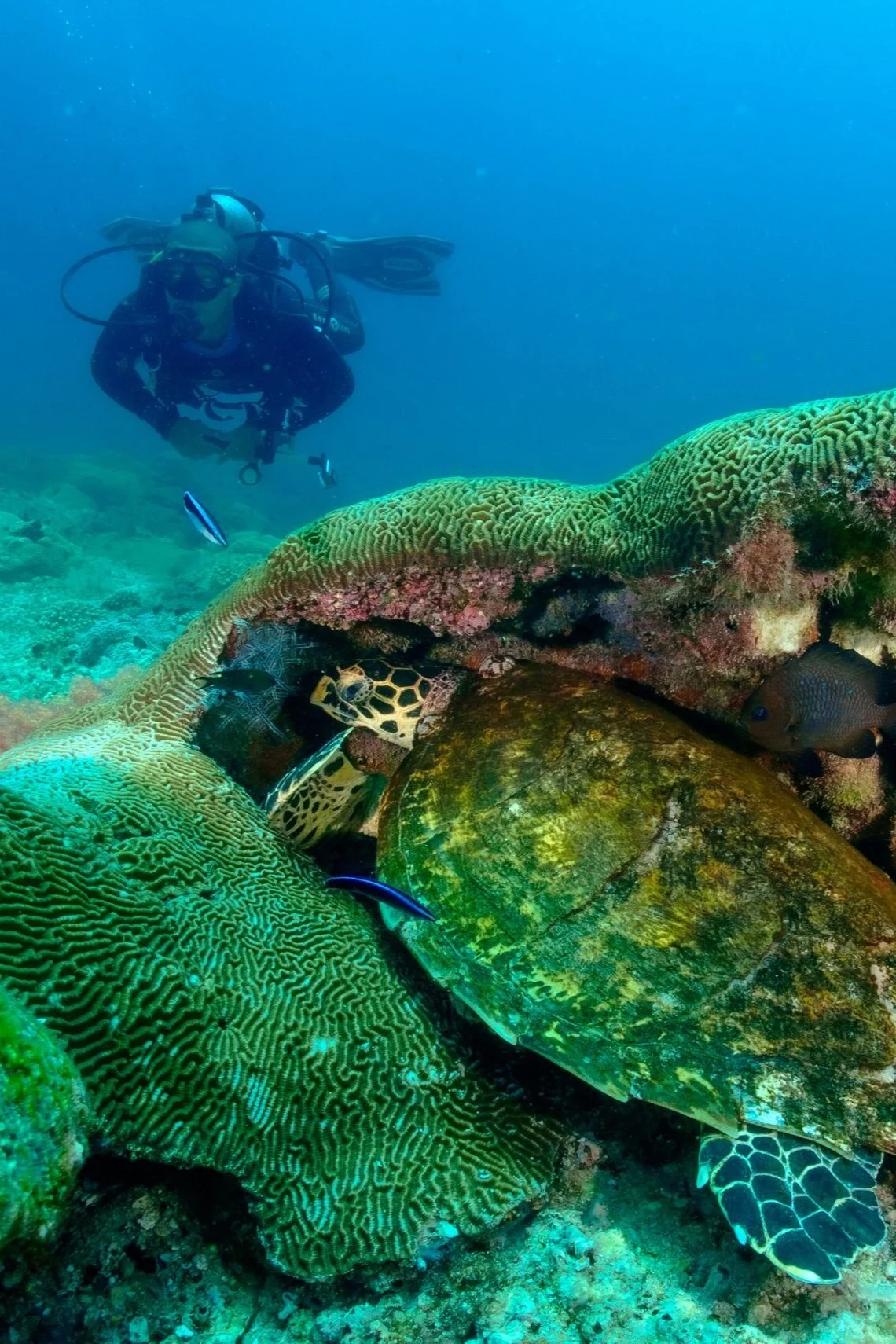 Dive Dimaniyat islands Diving |Dimaniyat Islands Snorkeling |Best ...