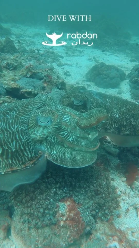 Dive Dimaniyat islands Diving |Dimaniyat Islands Snorkeling |Best ...