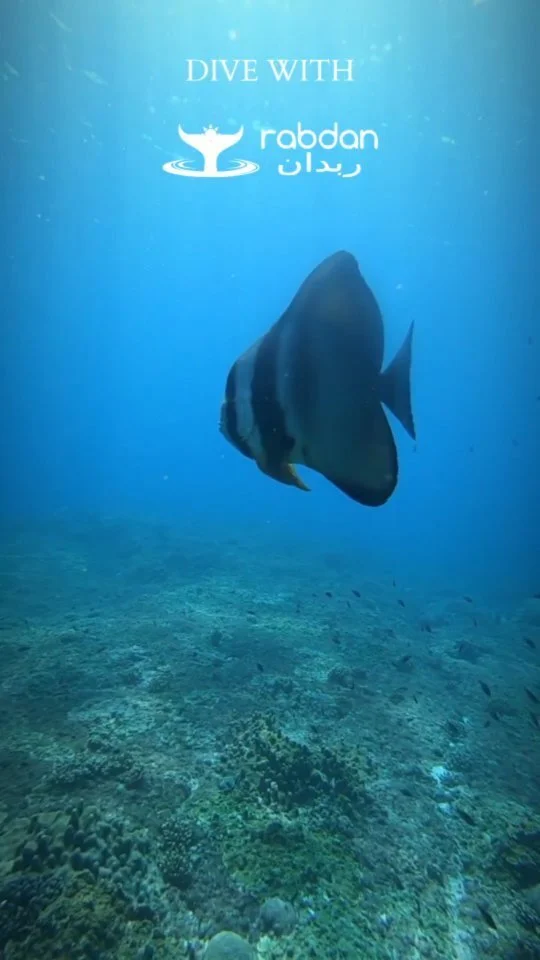 Dive Dimaniyat islands Diving |Dimaniyat Islands Snorkeling |Best ...