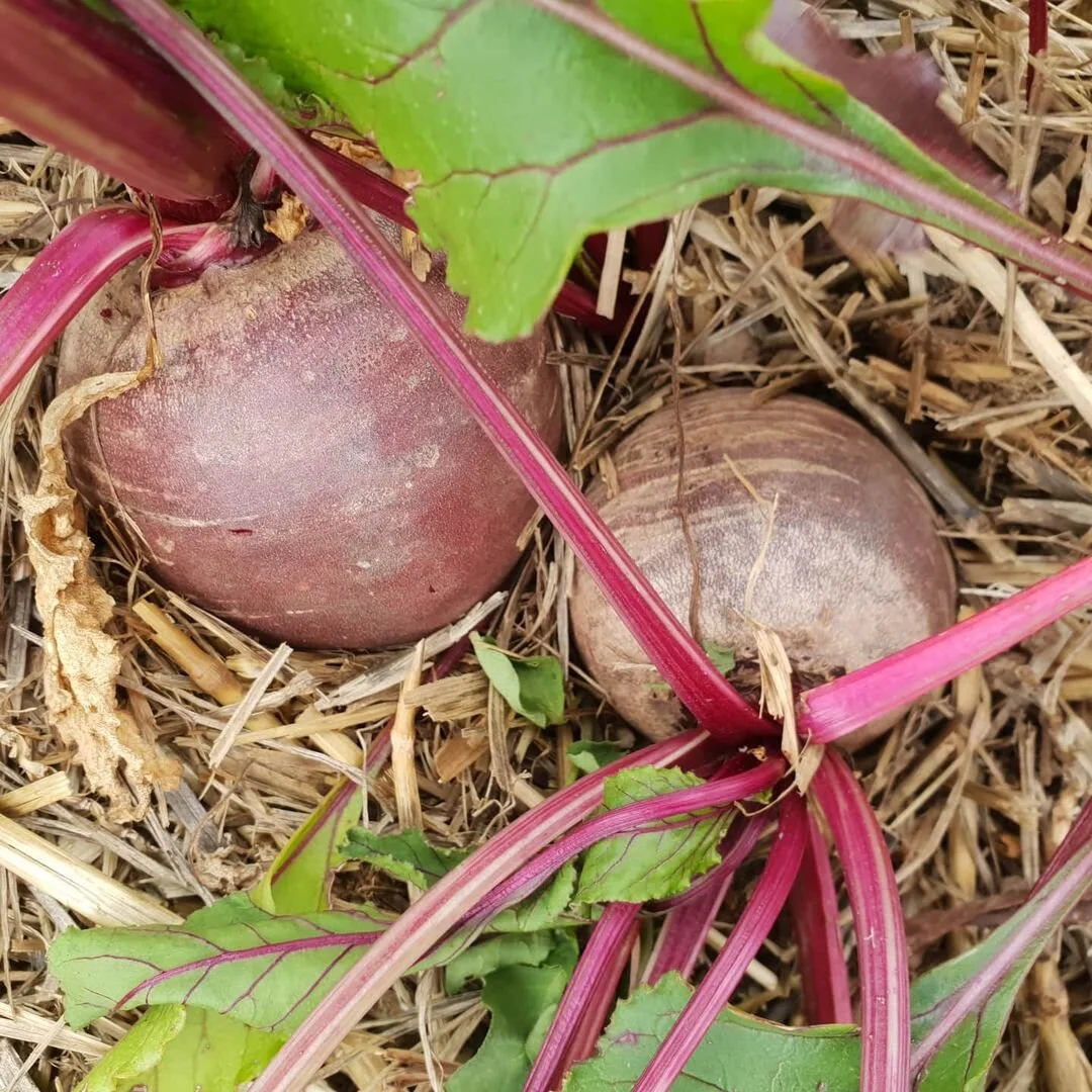 10 Ways To Mulch Your Garden For Free — Living The Dream Permaculture