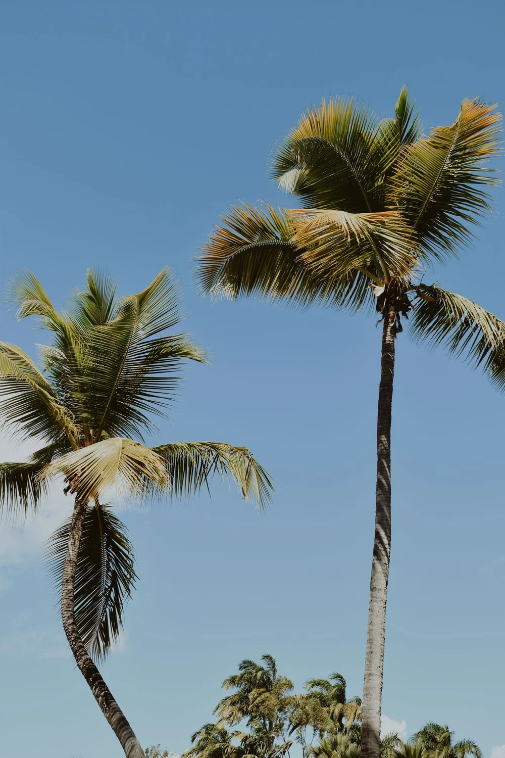 About — Calabash Grenada