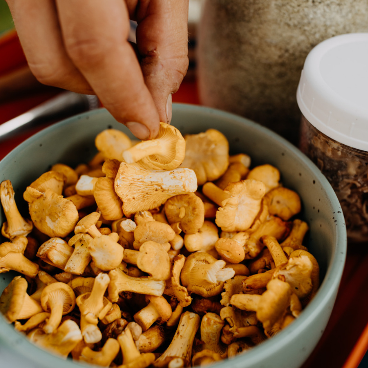 Columbus Ohio Foraging Classes, Foraged Dinners, Foraged Picnics and ...