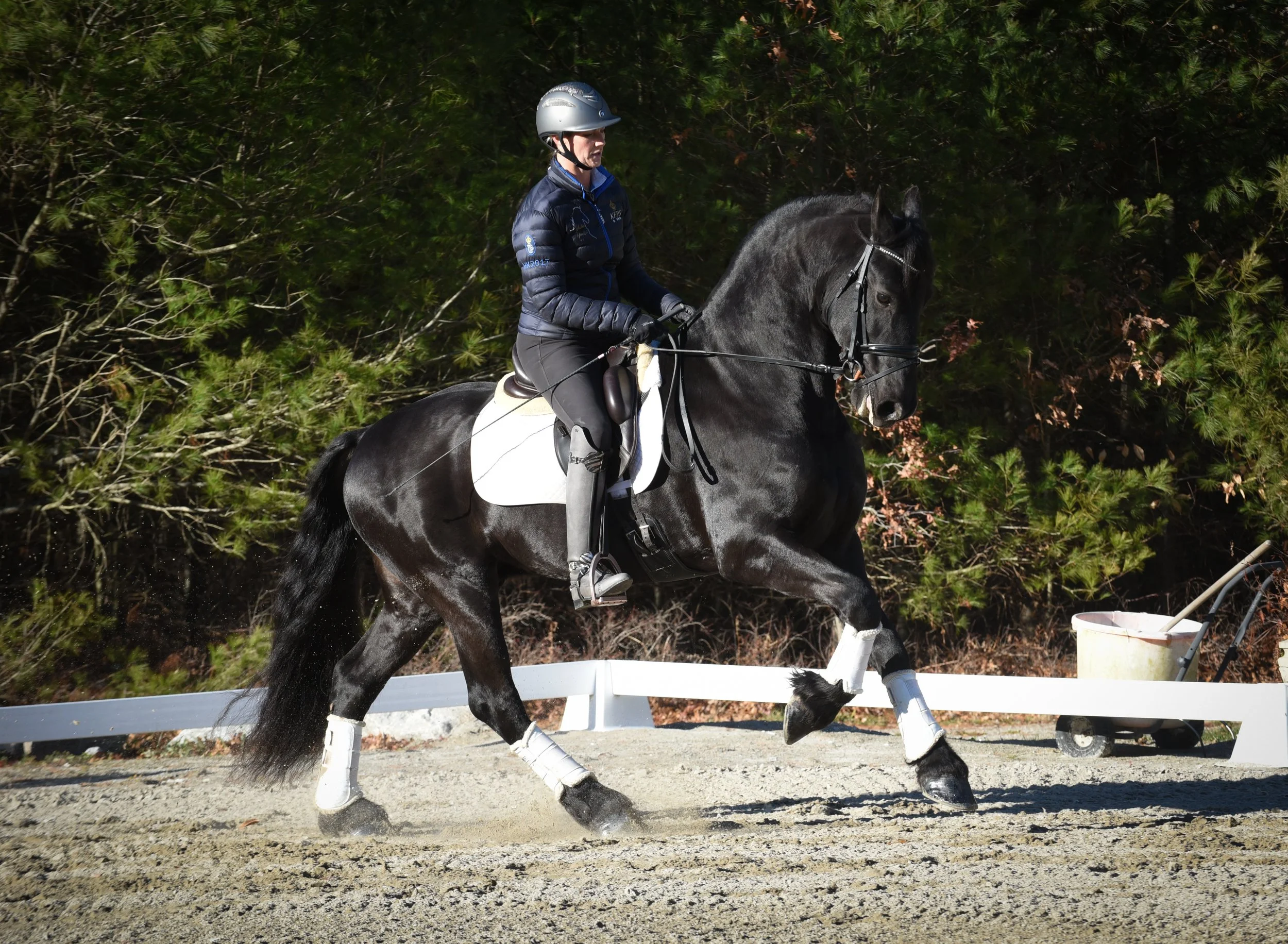 Horses For Sale — Meghan Hamilton Dressage