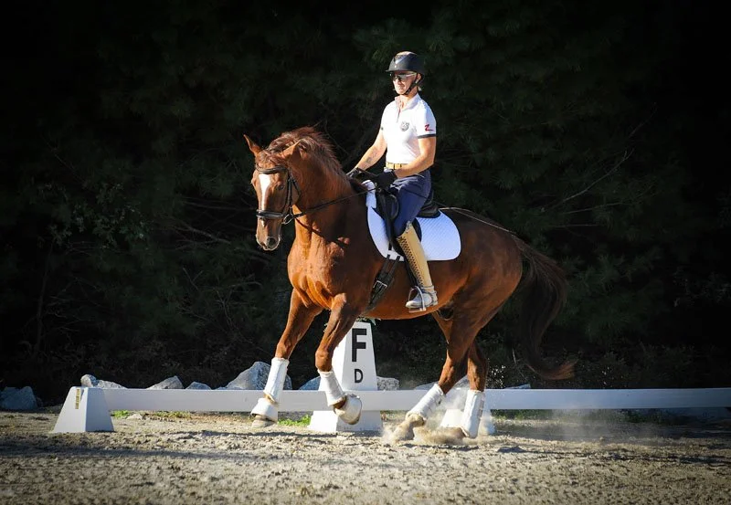 Horses For Sale — Meghan Hamilton Dressage