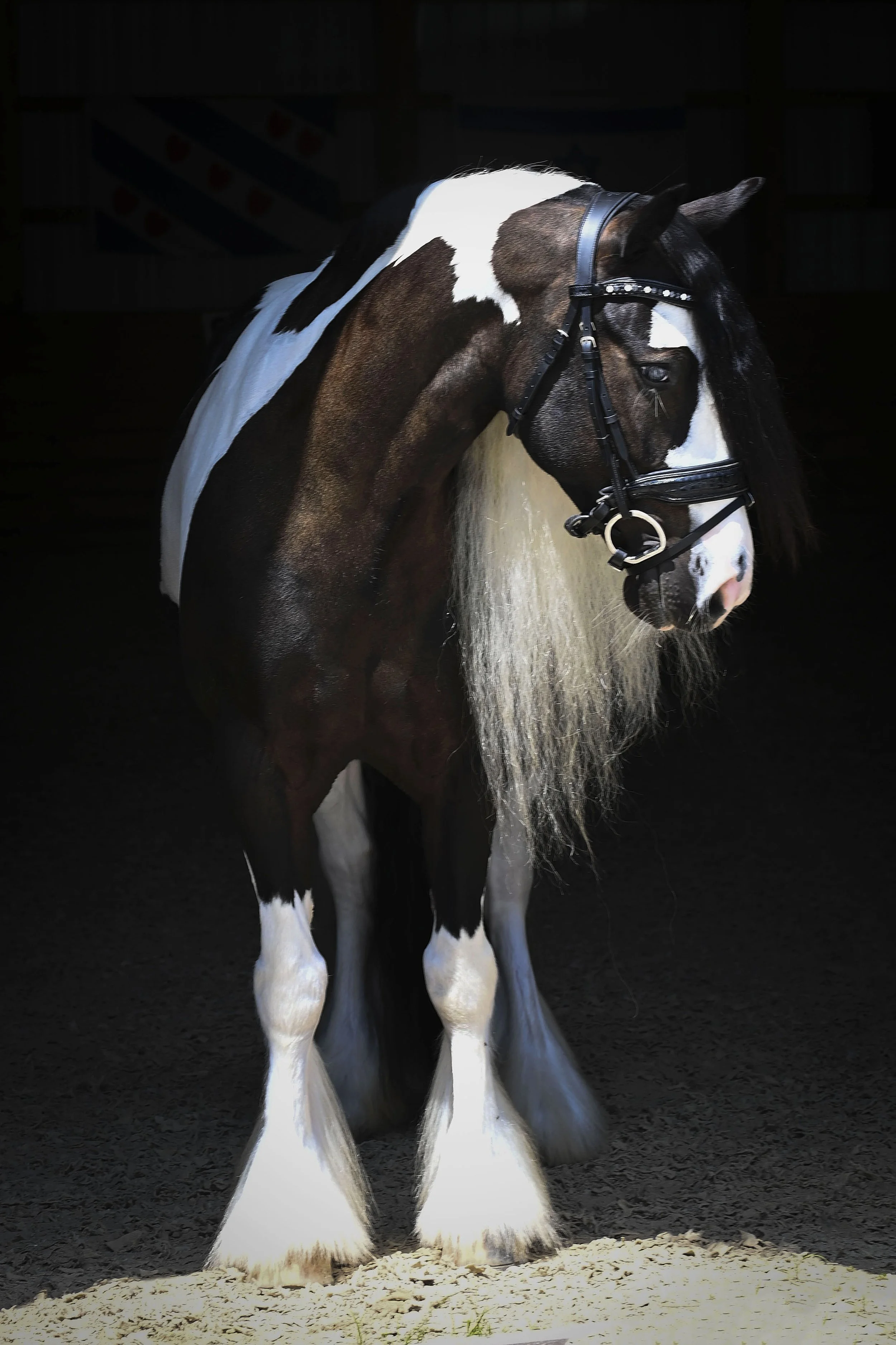 Horses For Sale — Meghan Hamilton Dressage