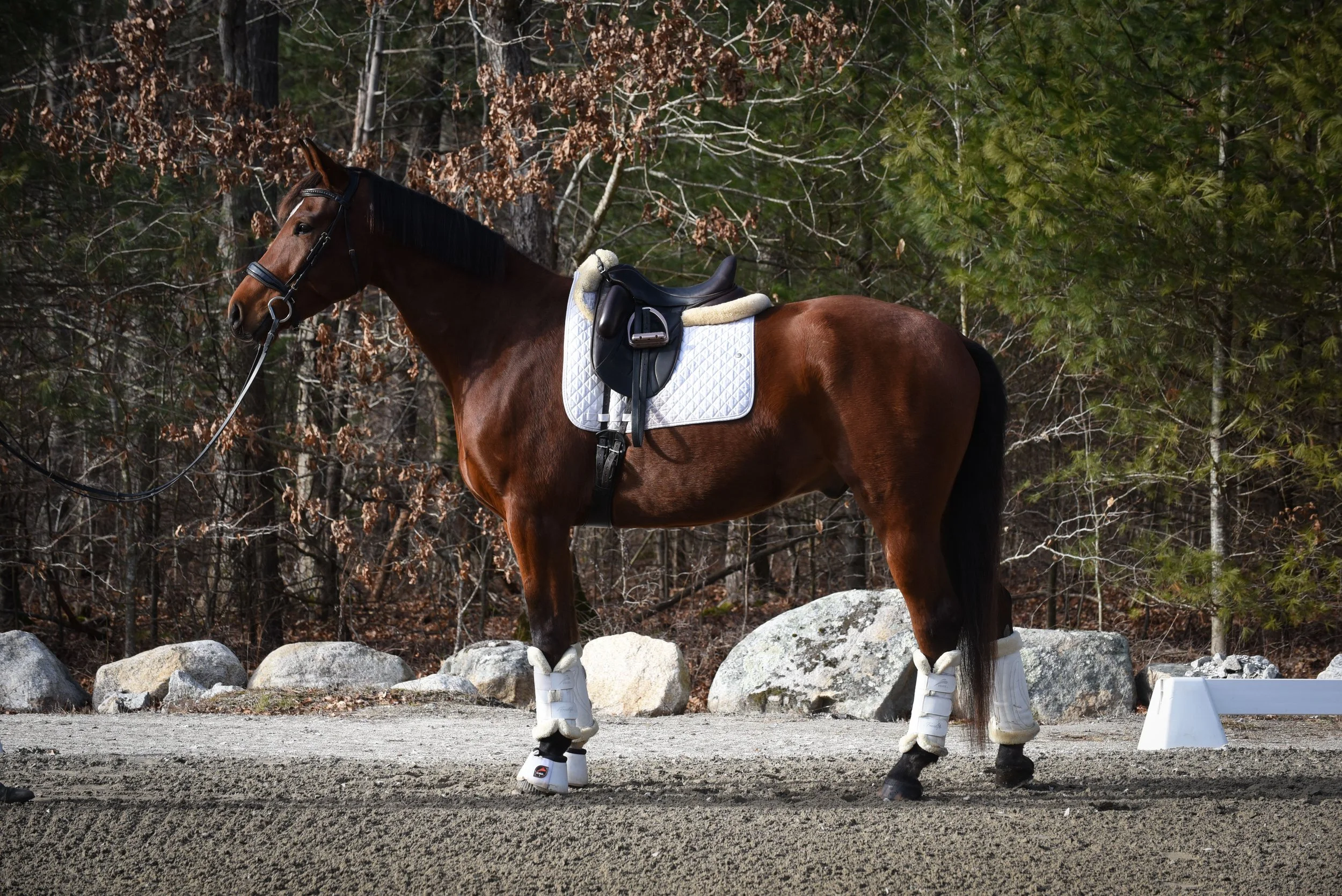 Horses For Sale — Meghan Hamilton Dressage