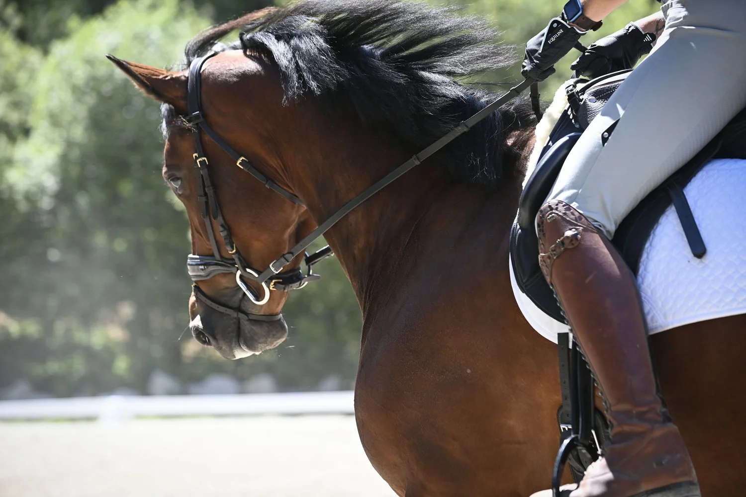 Horses For Sale — Meghan Hamilton Dressage
