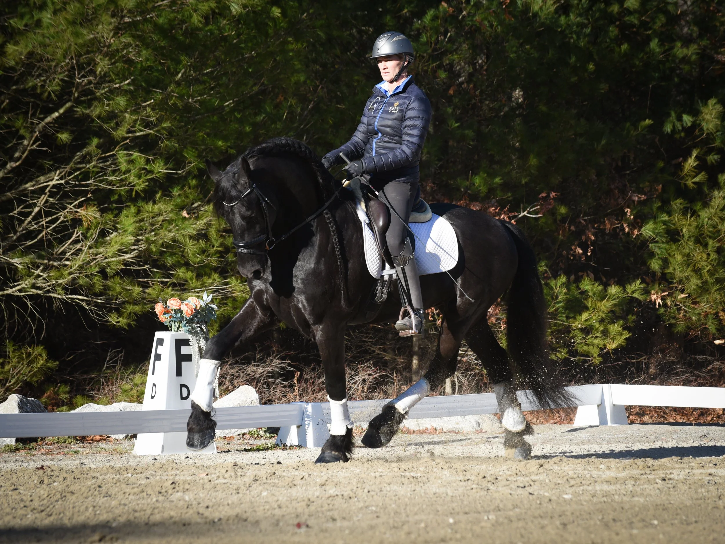 Horses For Sale — Meghan Hamilton Dressage