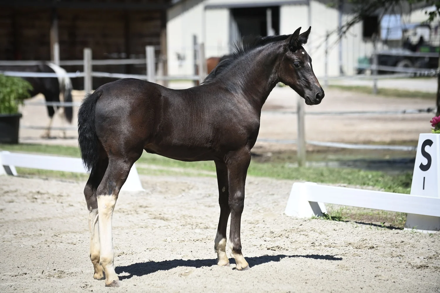 Horses For Sale — Meghan Hamilton Dressage
