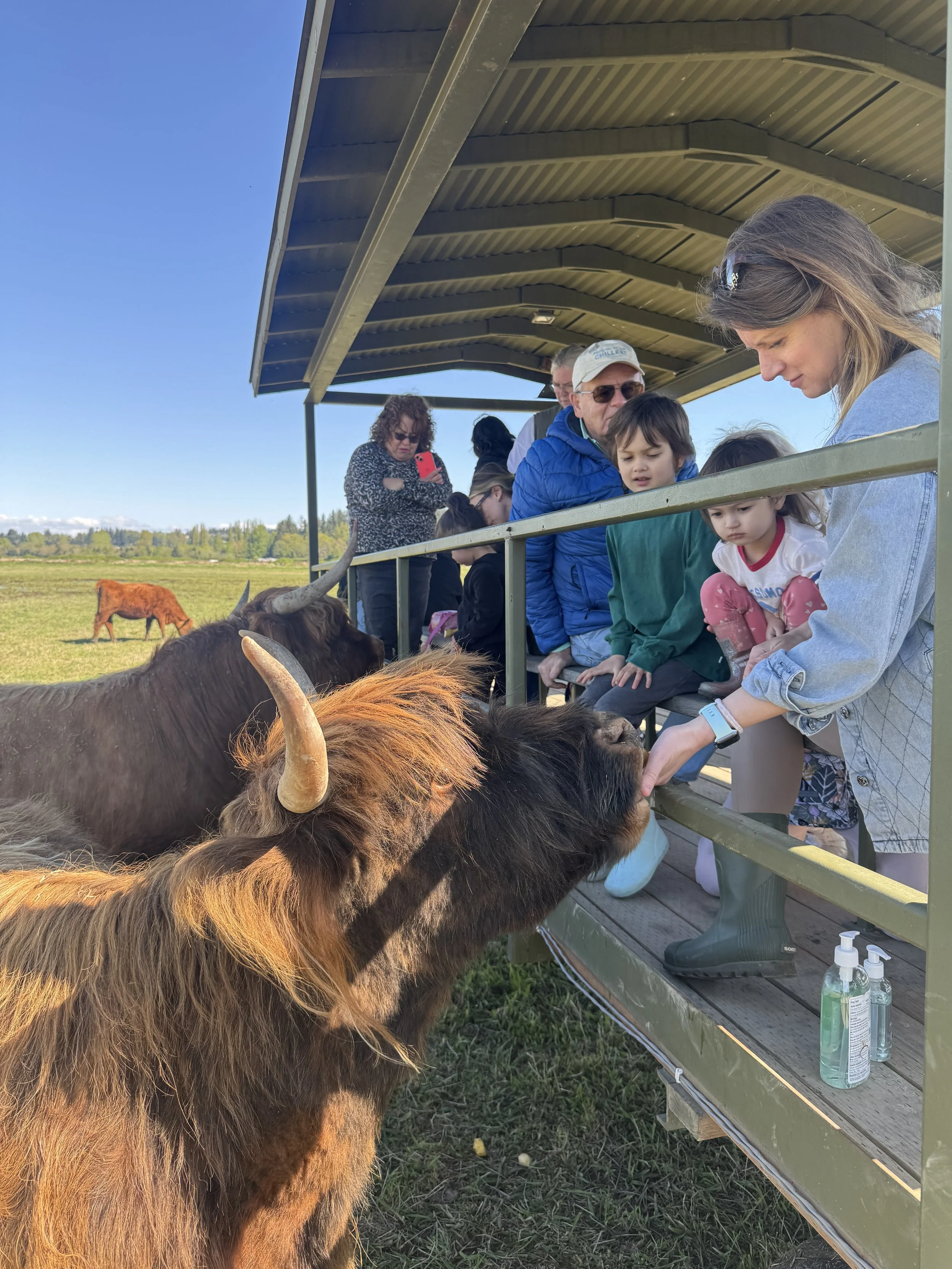 Family-friendly farm tours with Highland cows in Western Washington ...