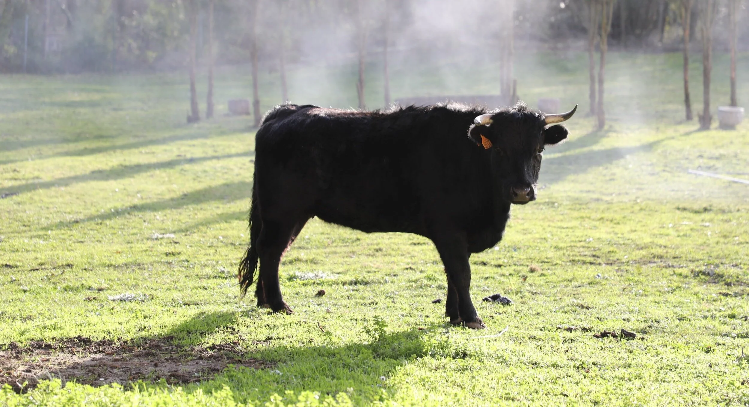 beef — Luckie Farms