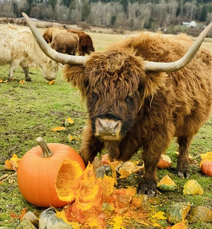 Family-friendly farm tours with Highland cows in Western Washington ...