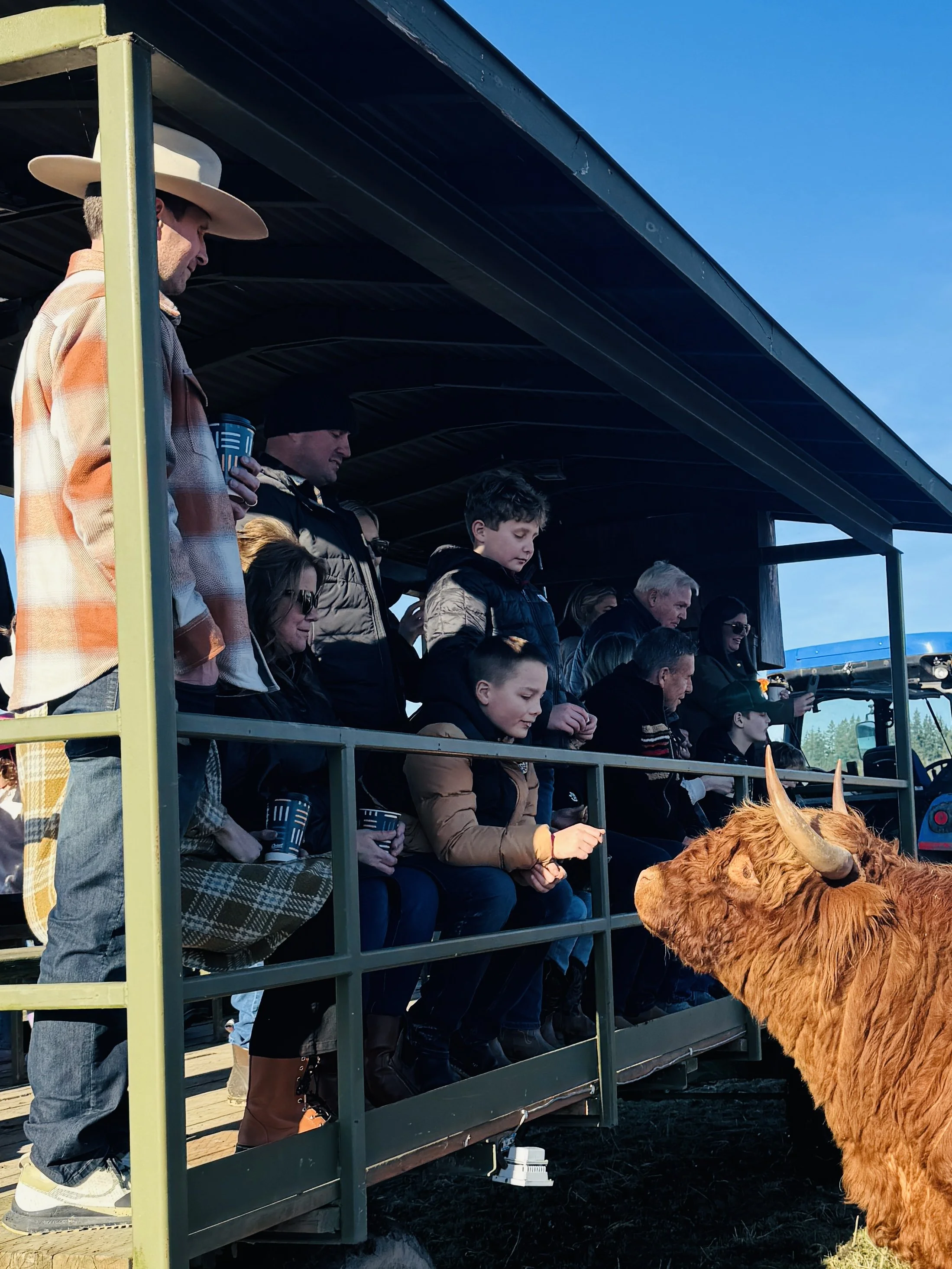 Family-friendly farm tours with Highland cows in Western Washington ...