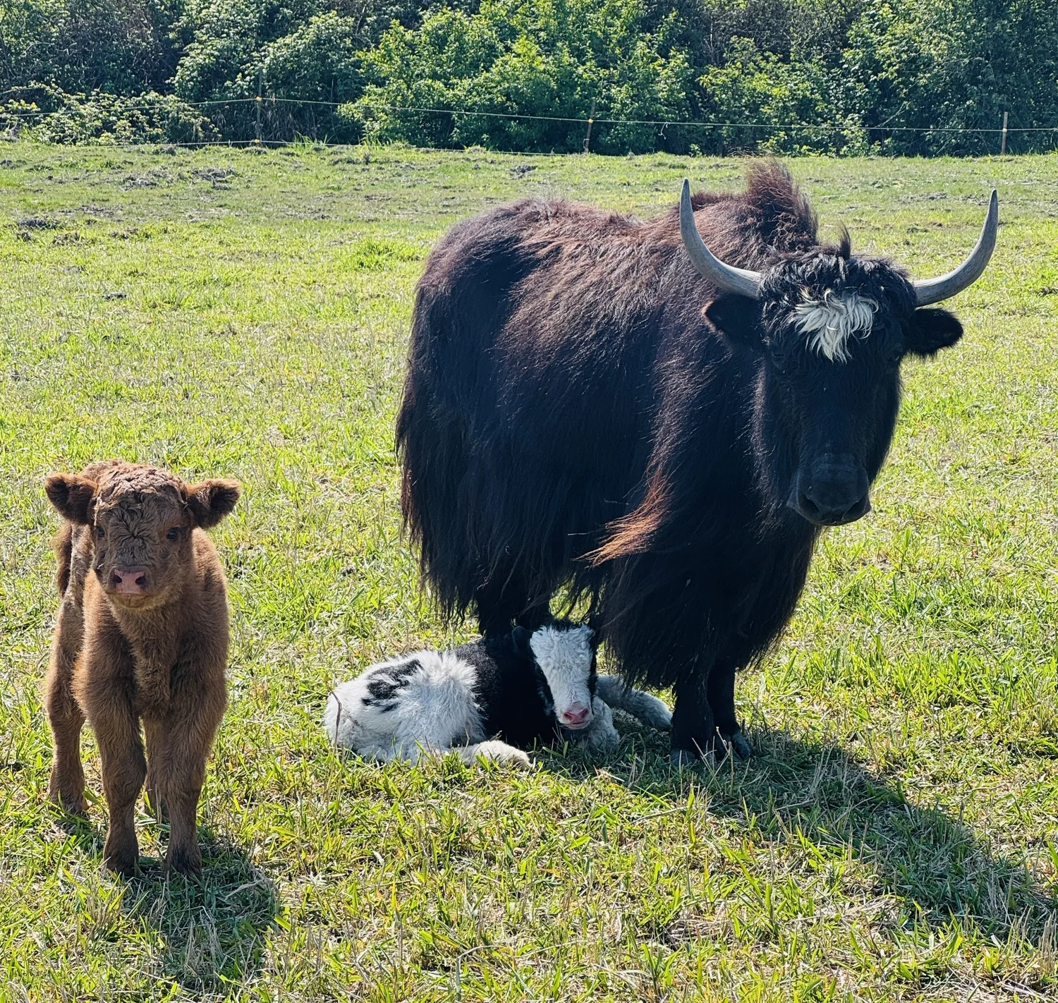 Family-friendly farm tours with Highland cows in Western Washington ...