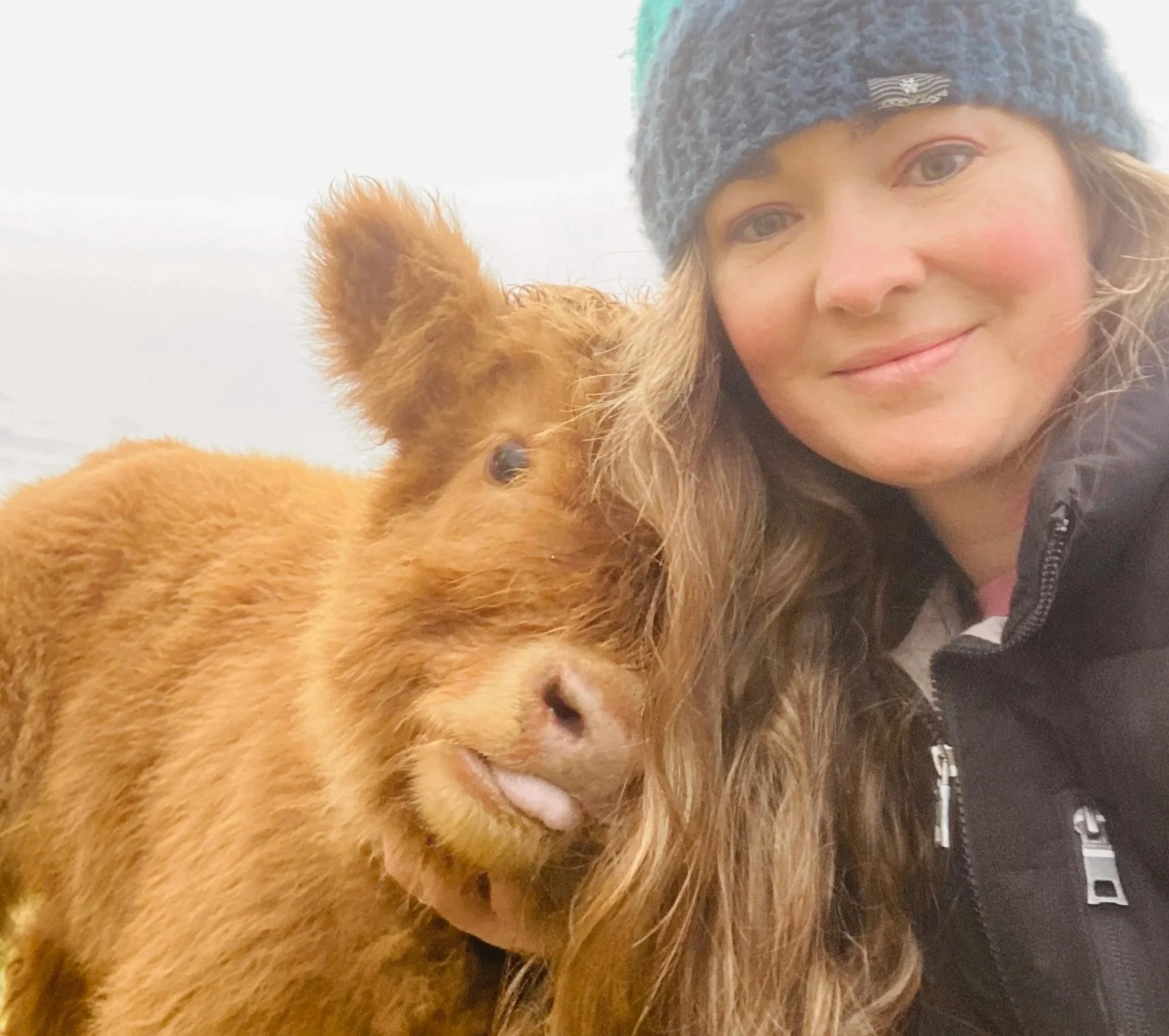 Family-friendly farm tours with Highland cows in Western Washington ...