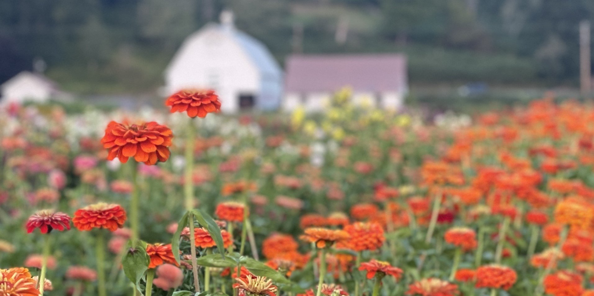 Luckie Farms