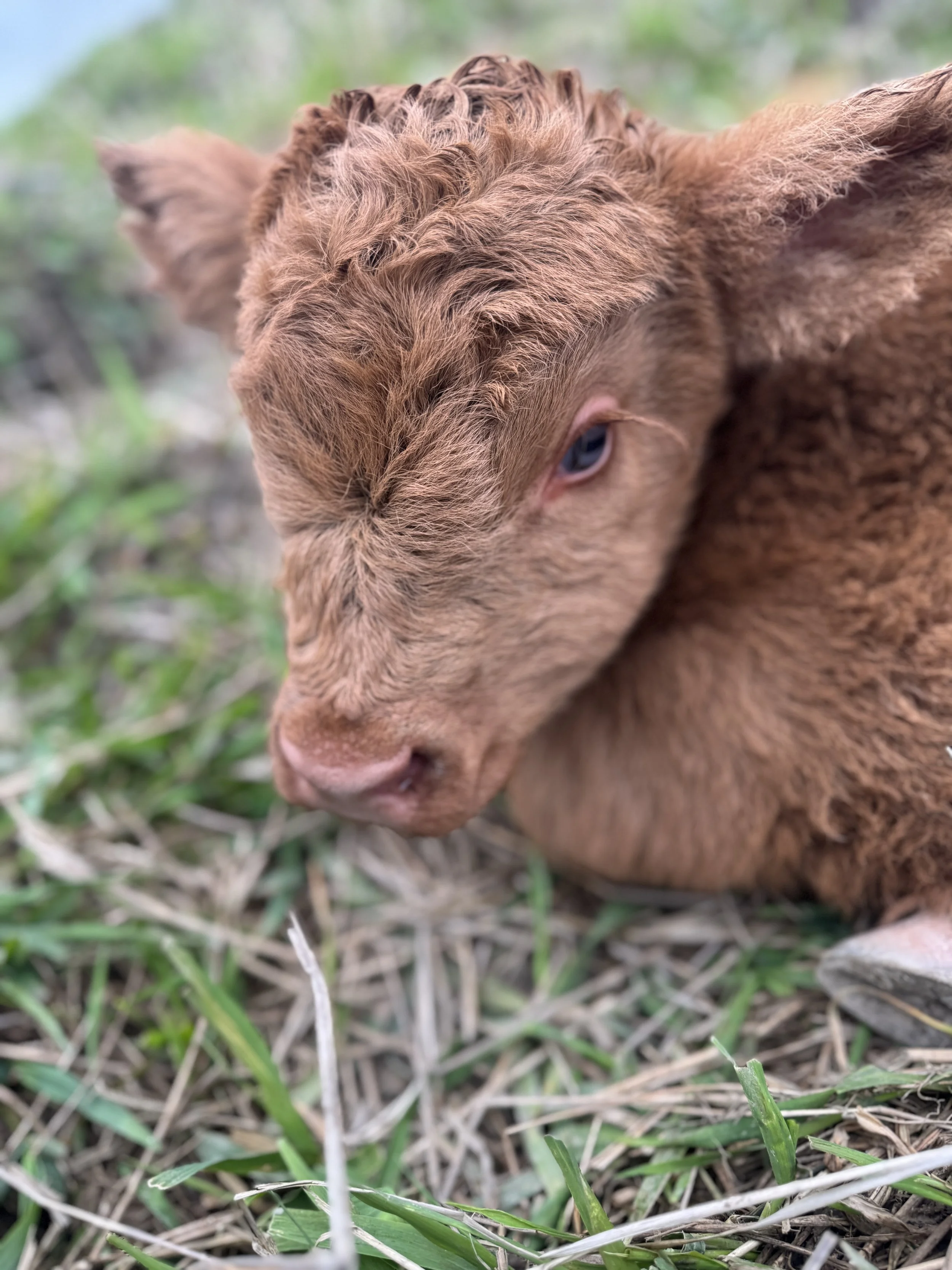 Family-friendly farm tours with Highland cows in Western Washington ...