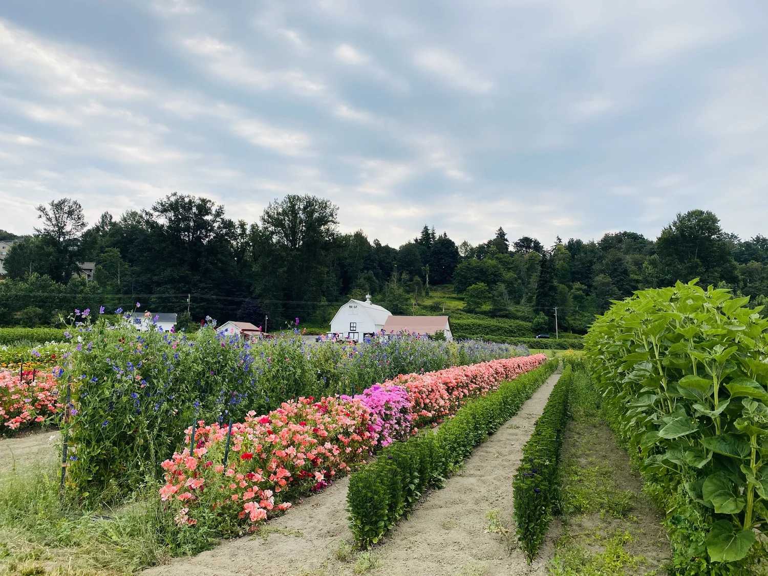 Family-friendly farm tours with Highland cows in Western Washington ...