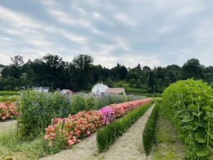 Family-friendly farm tours with Highland cows in Western Washington ...