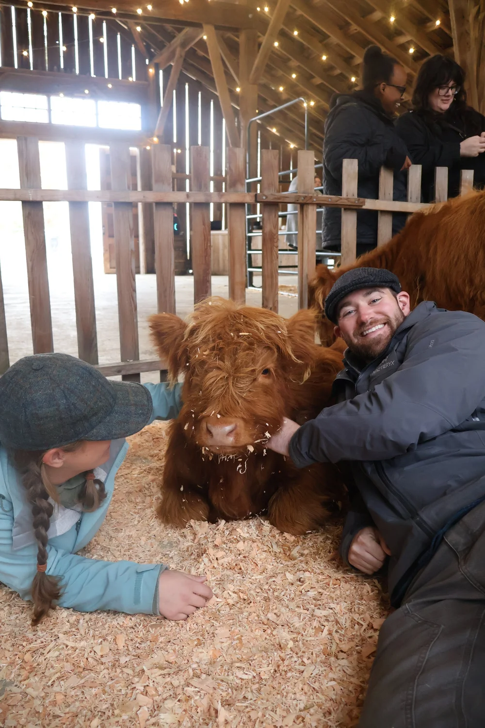 Family-friendly farm tours with Highland cows in Western Washington ...