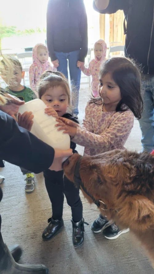 Family-friendly farm tours with Highland cows in Western Washington ...