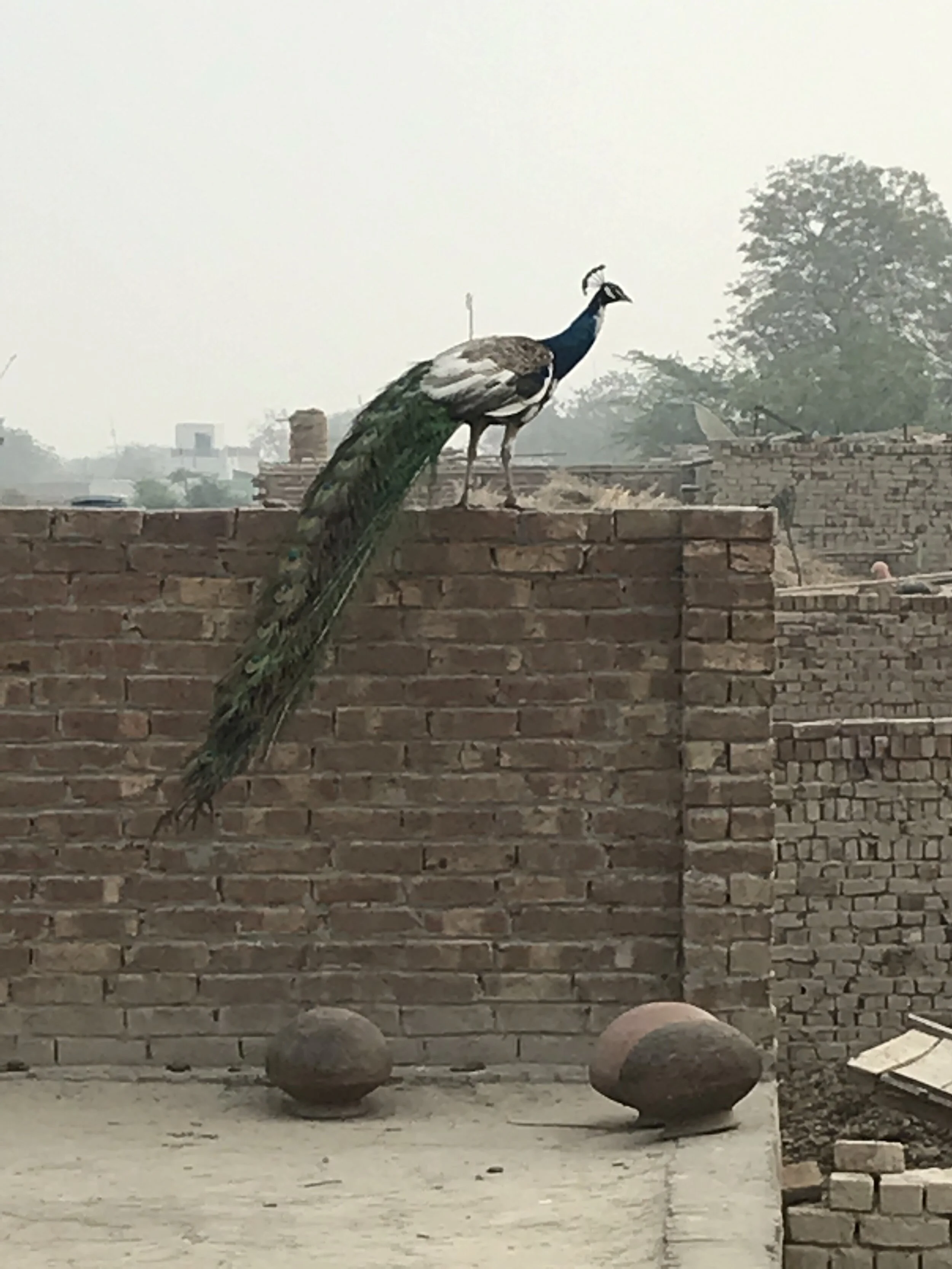 About — Safa Aslam