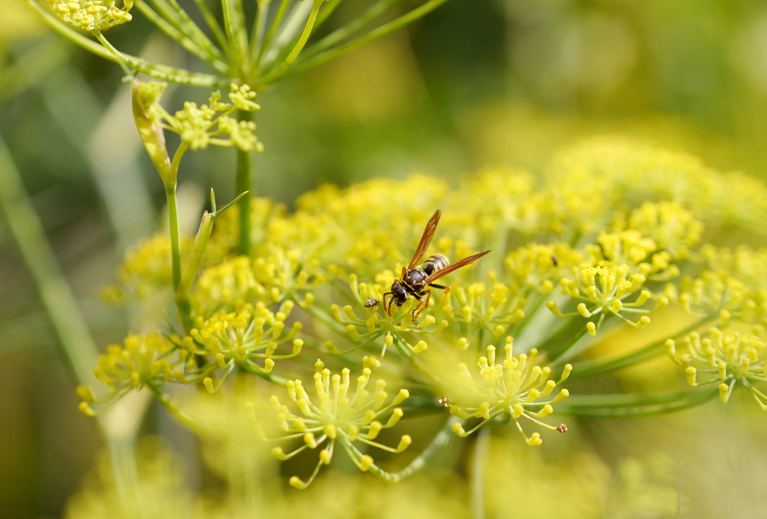 Gardening Services Hampshire gardening-services-hampshire