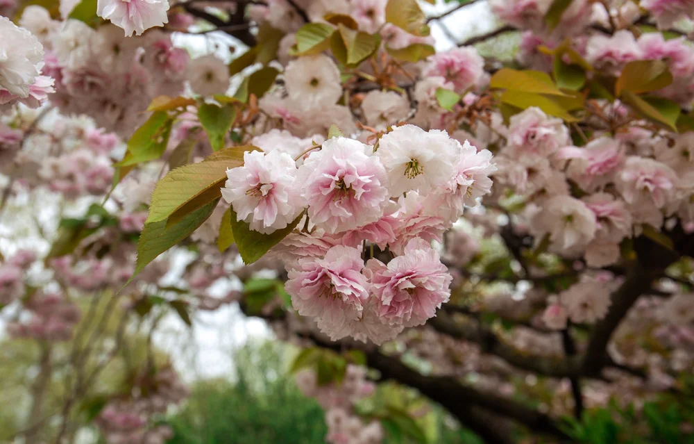 5 Beautiful trees for your garden — My Garden Paradise