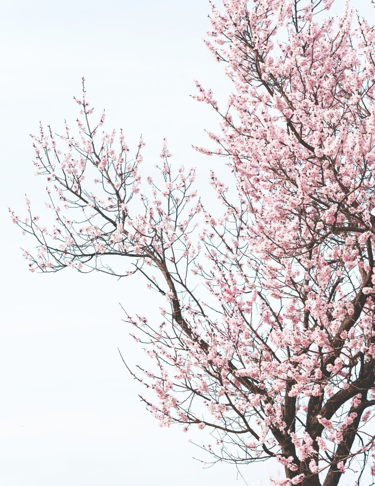 5 Beautiful trees for your garden — My Garden Paradise