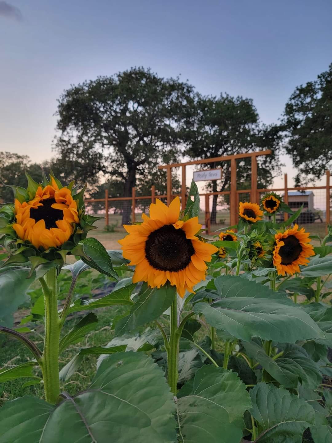 Misty Acres Flower Farm