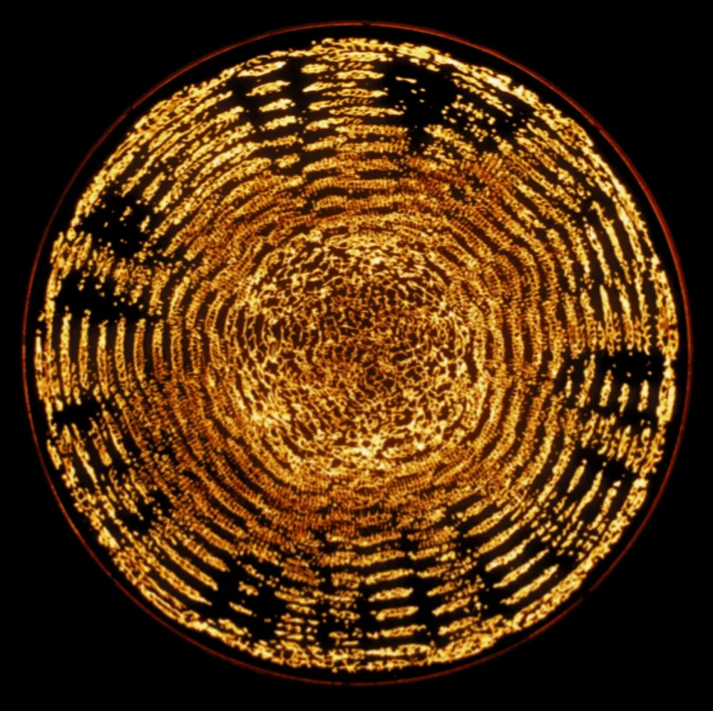 Cymatics | The influence of vibration and sound on human cells