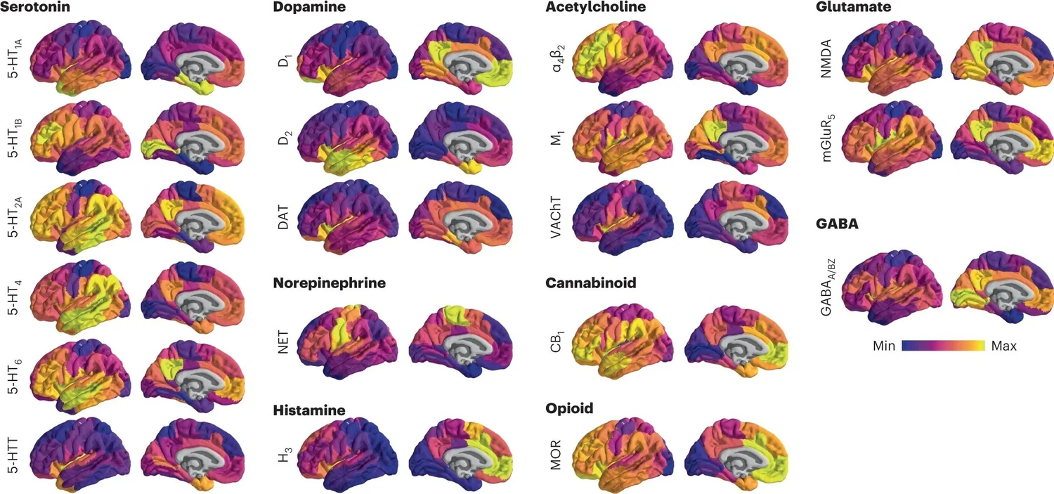 The neurochemistry of the structural and functional organization of the ...