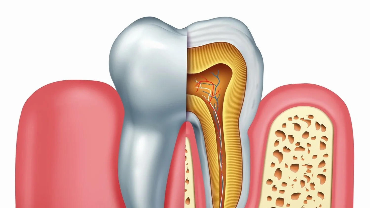 Root Canal Fillings - Everything you need to know — Nova Smiles