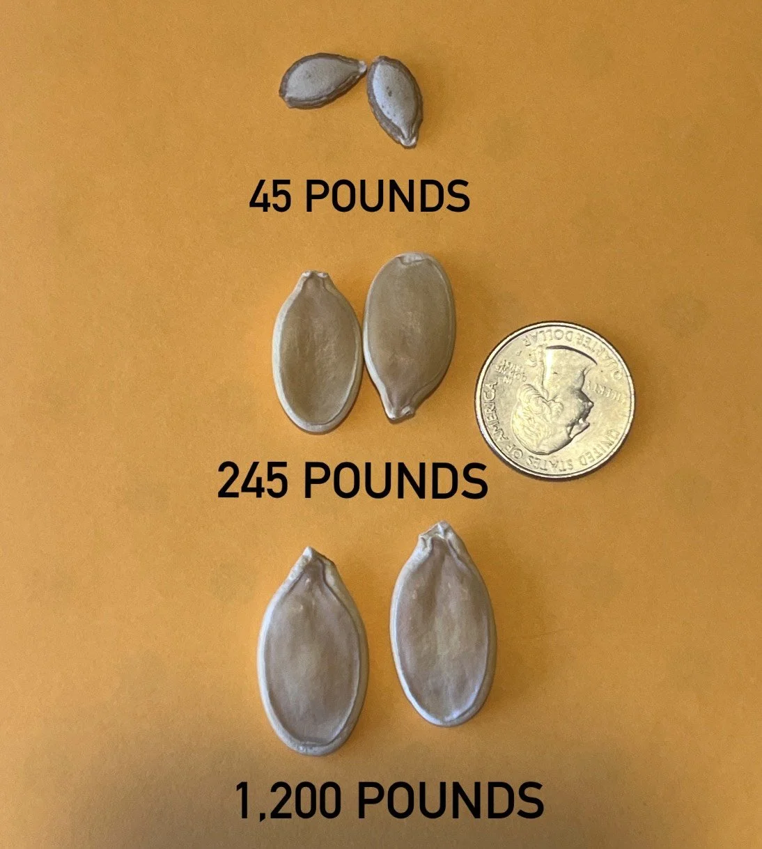 The Giant Pumpkin Quest of 2026 — Holland Botanical