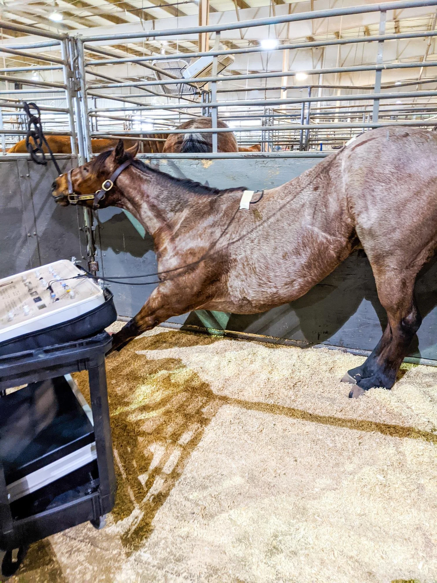 Equine Acuscope Therapy