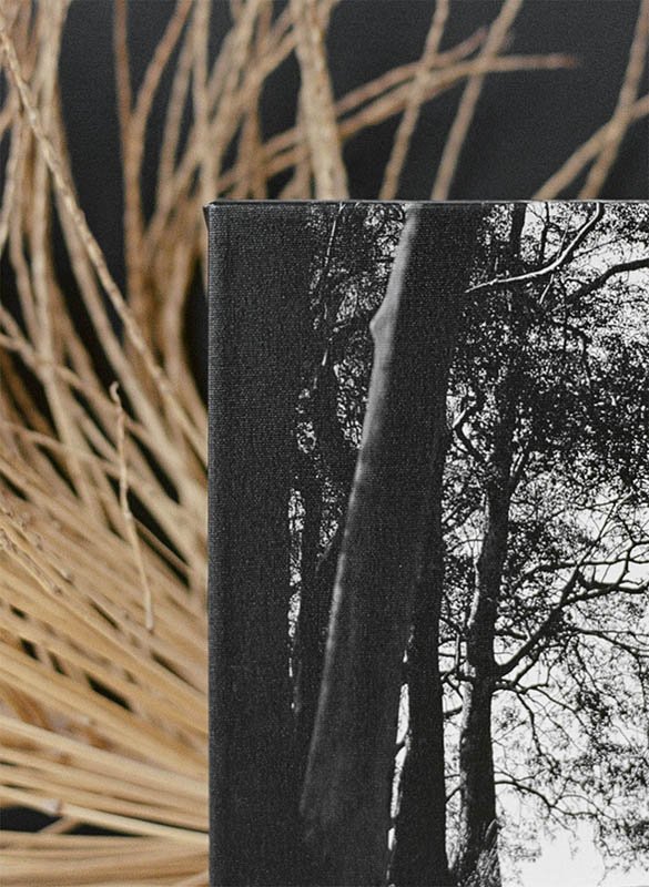 Fairy — Atkins Lab