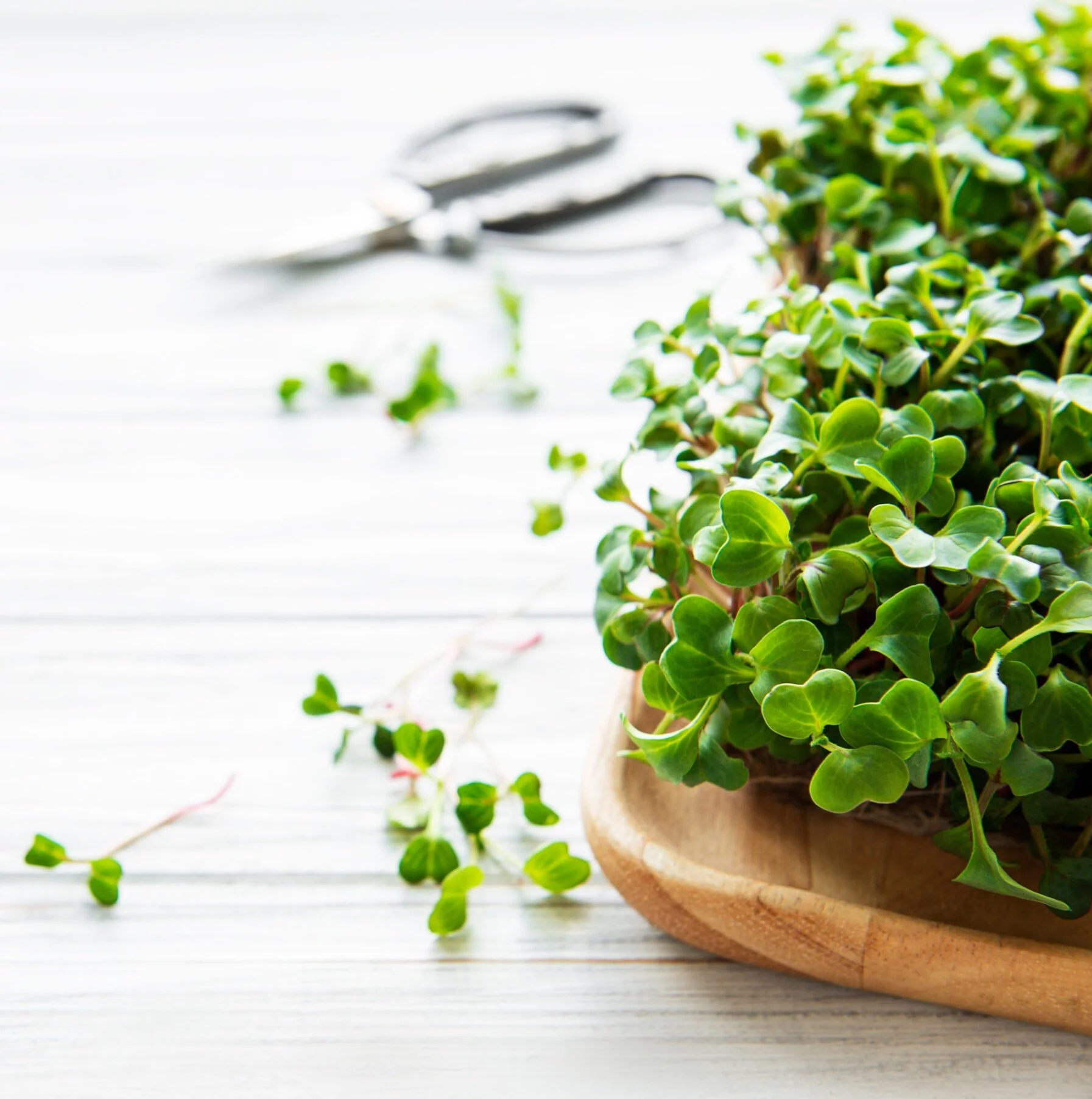 Fresh Lemonade Gardens