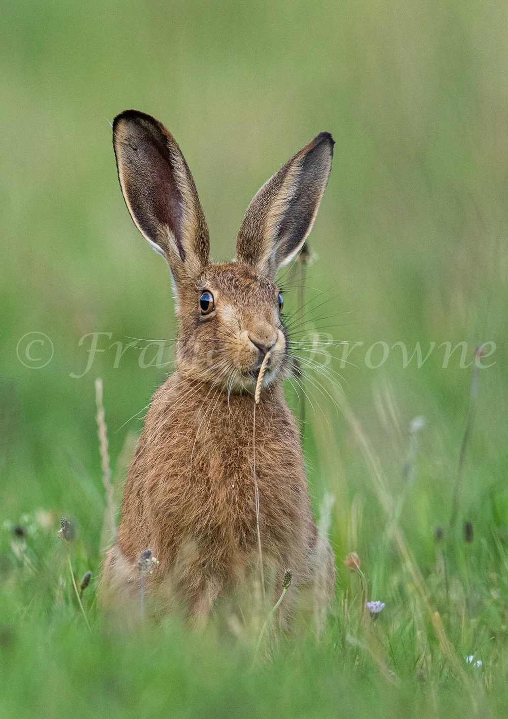 Leverets — Frances Browne Photography