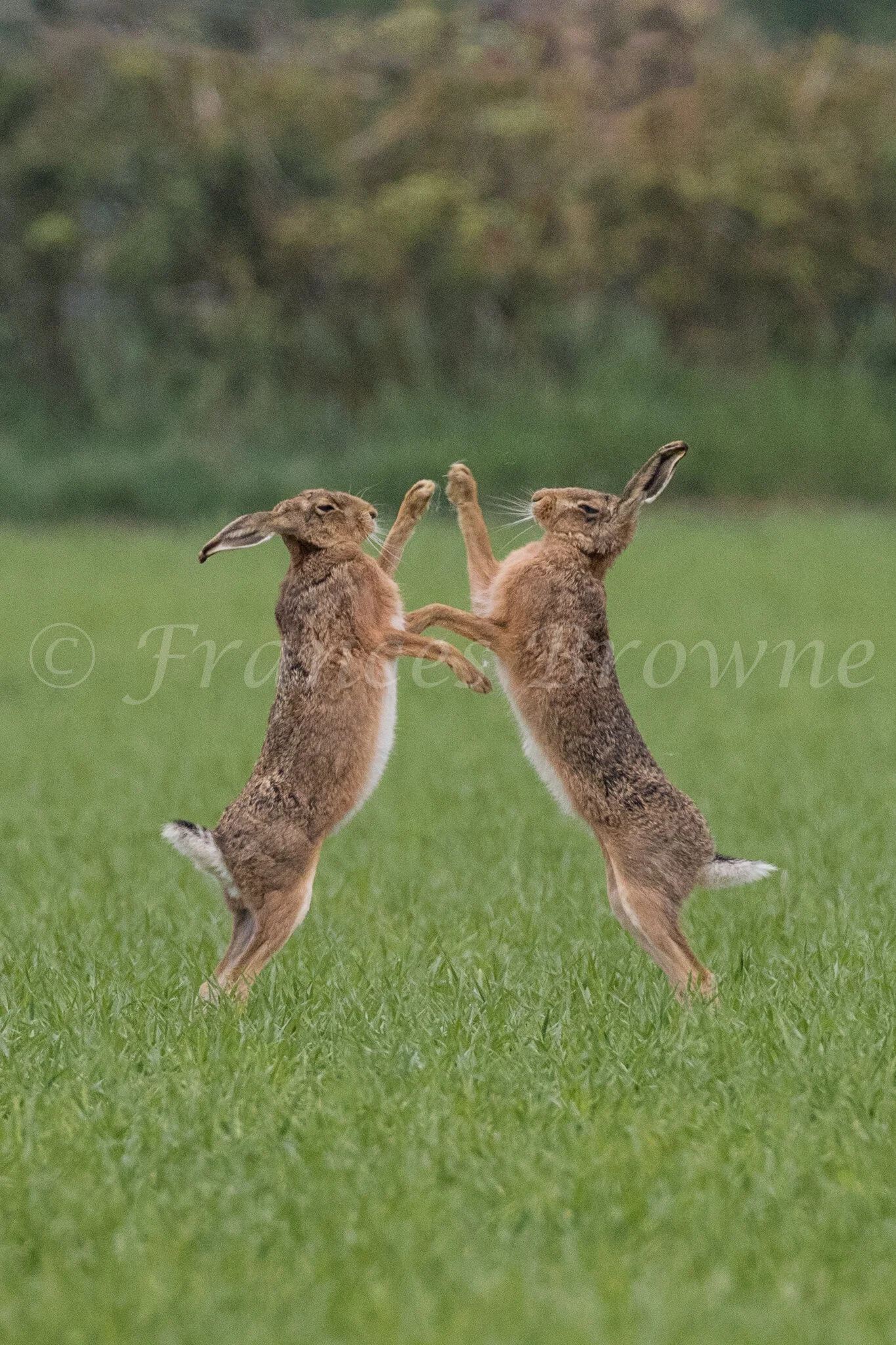 Boxing Hares — Frances Browne Photography
