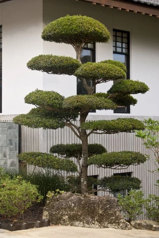 NIWAKI | THE ART OF CLOUD PRUNING — SHERRIE-LEIGH JONES
